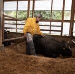 How Are Wagyu Cows Raised?