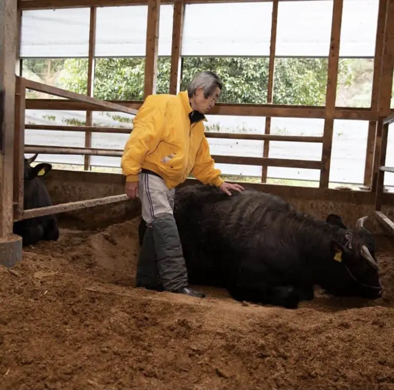 How Are Wagyu Cows Raised?