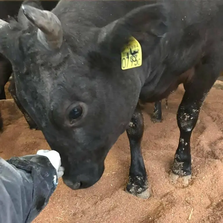 How Are Wagyu Cows Raised?