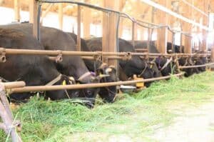 How Are Wagyu Cows Raised?