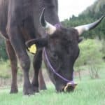 How Are Wagyu Cows Raised?