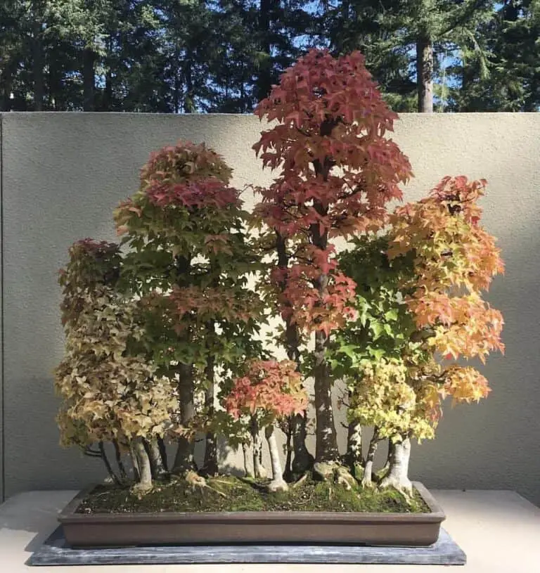 Are Blue Bonsai Trees Real?